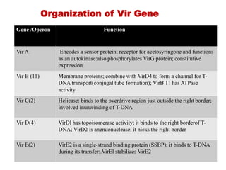 Agrobacterium -MGT.pptx