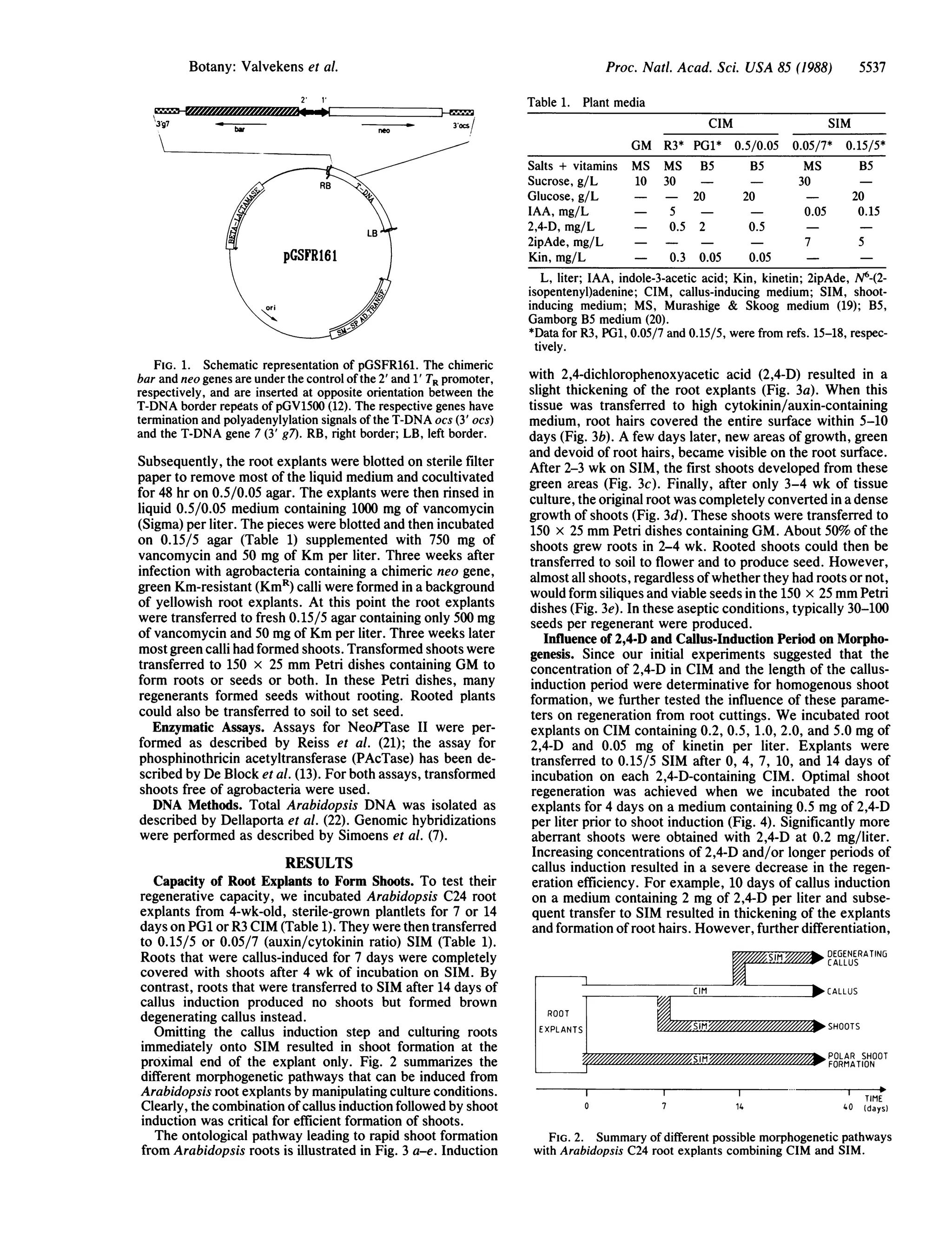 Agrobacterium Tumefaciens Mediated Transformation Of Arabidopsis | PDF