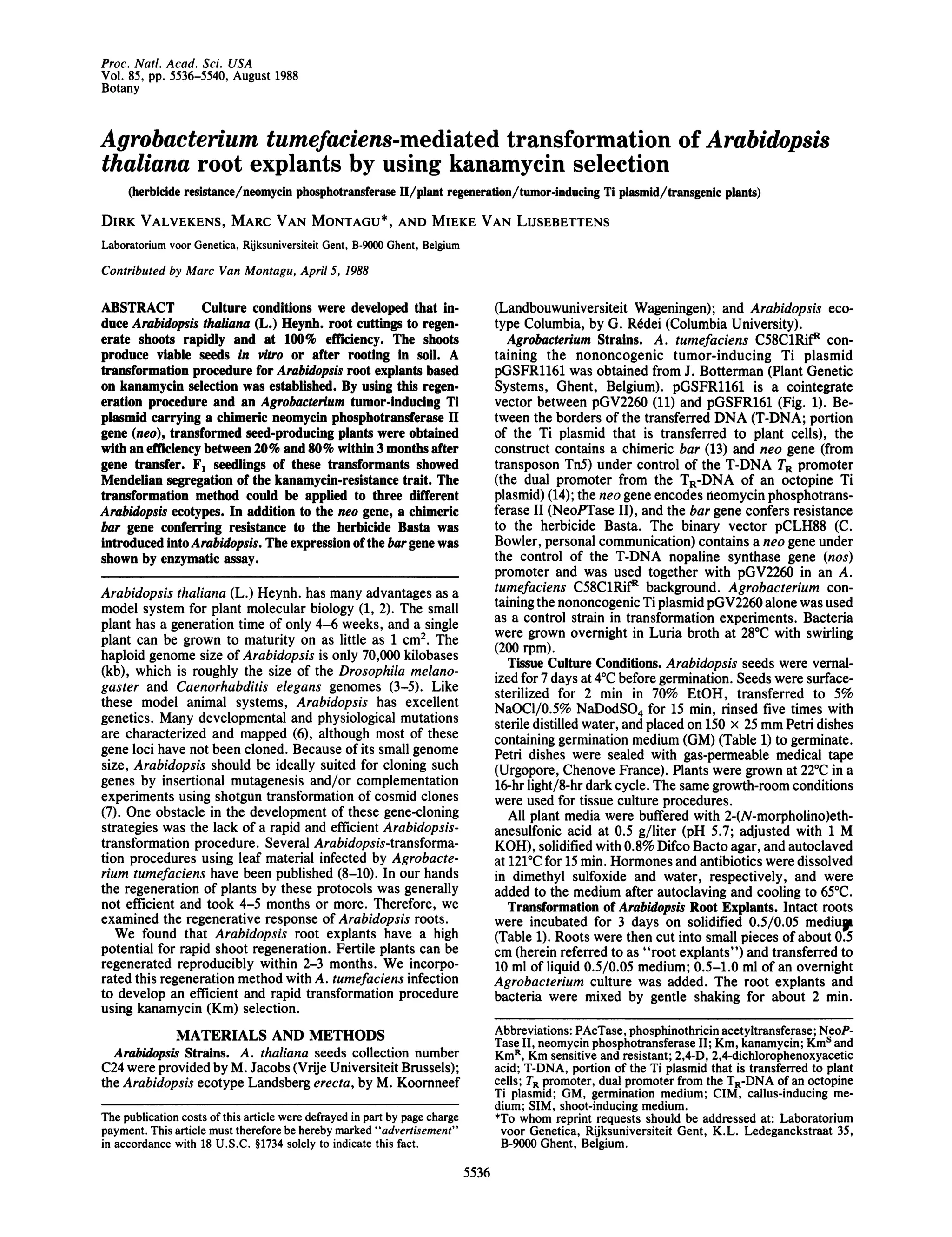 Agrobacterium Tumefaciens Mediated Transformation Of Arabidopsis | PDF