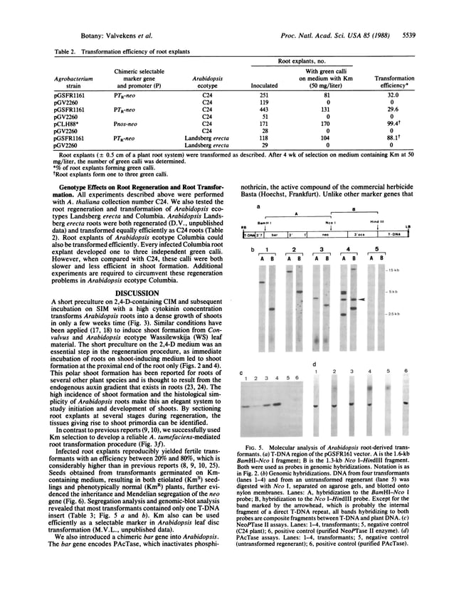 Agrobacterium Tumefaciens Mediated Transformation Of Arabidopsis | PDF