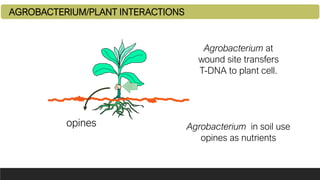 Transformasi Gen dengan Agrobacterium_Fitri Damayanti_Universitas ...