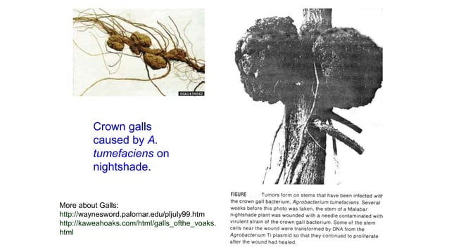 Agrobacterium Infection.ppt | Gardening | Home & Garden
