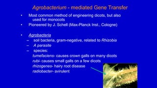 Agrobacterium Infection.ppt