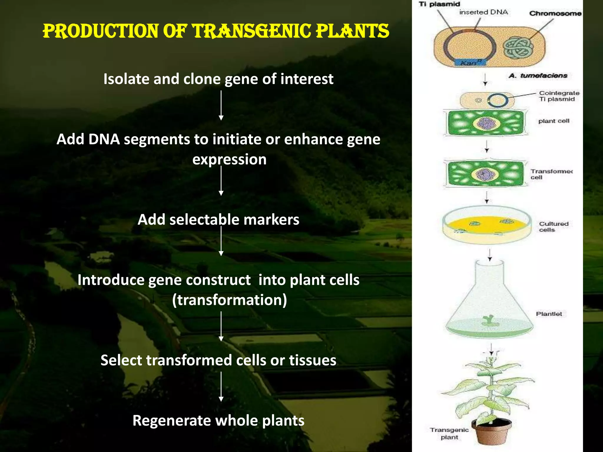 Agrobacterium mediated gene transfer | PPTX