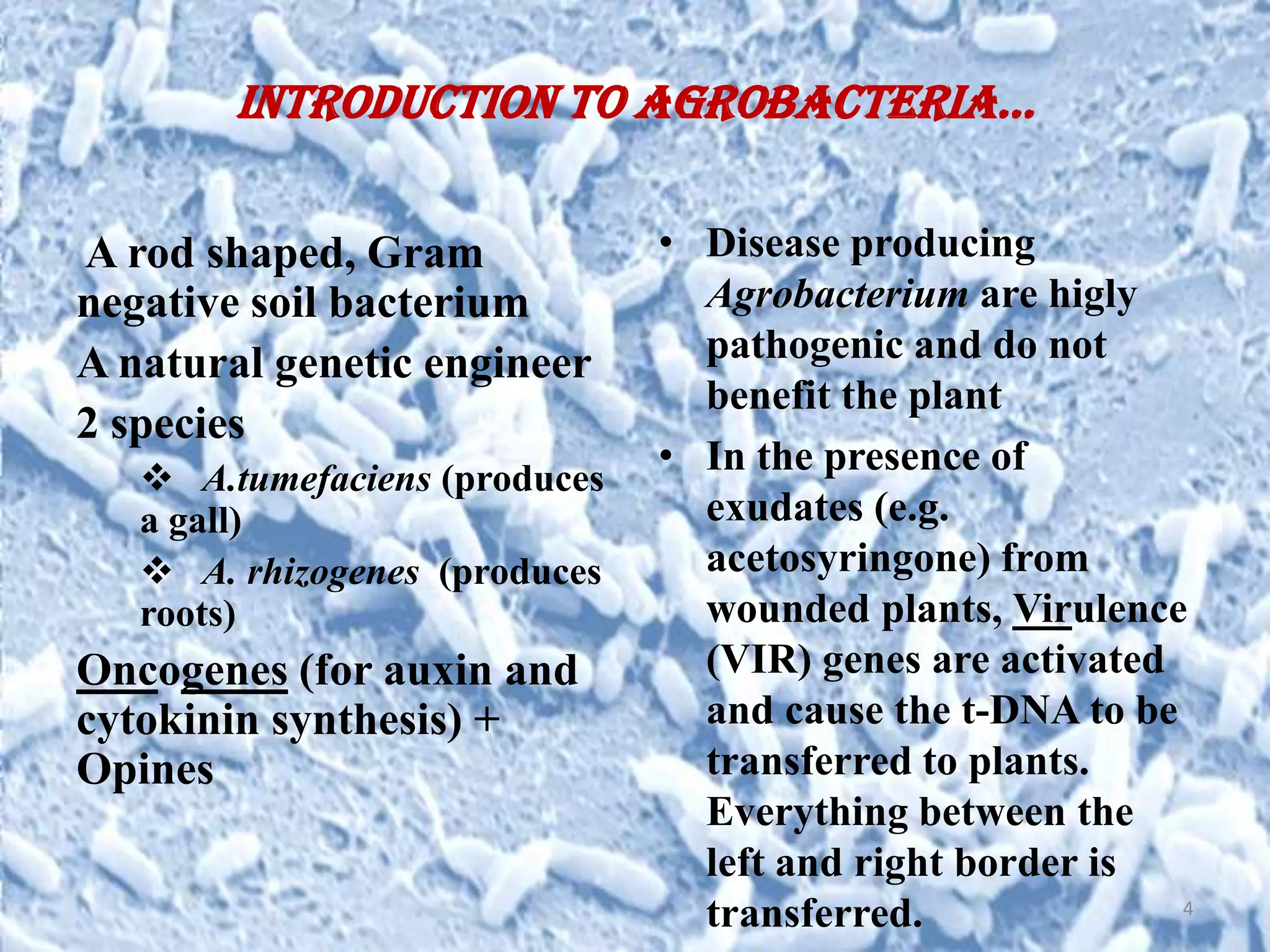 Agrobacterium mediated gene transfer | PPTX