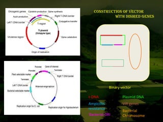 Agrobacterium mediated gene transfer | PPTX