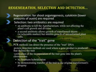 Agrobacterium mediated gene transfer | PPTX