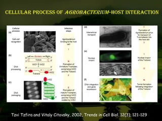 Agrobacterium mediated gene transfer | PPTX