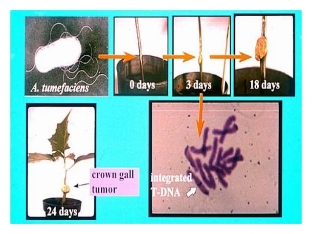 Agrobacterium mediated gene transfer | PPTX | Genetics | Science