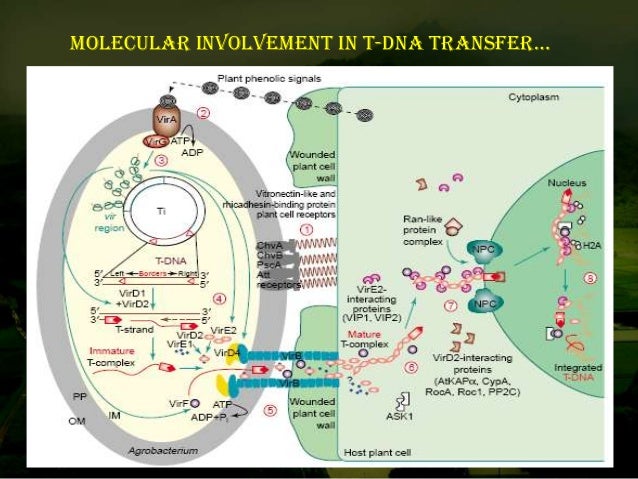 Agrobacterium Mediated Gene Transfer Advancing Crop Transformation In