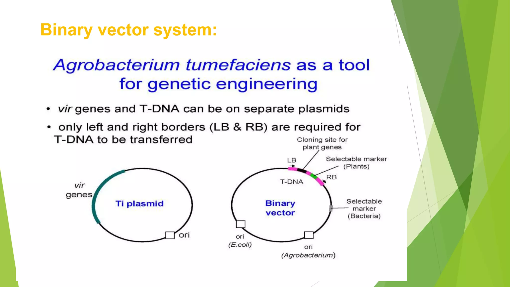 Agrobacterium mediated gene transfer | PPTX
