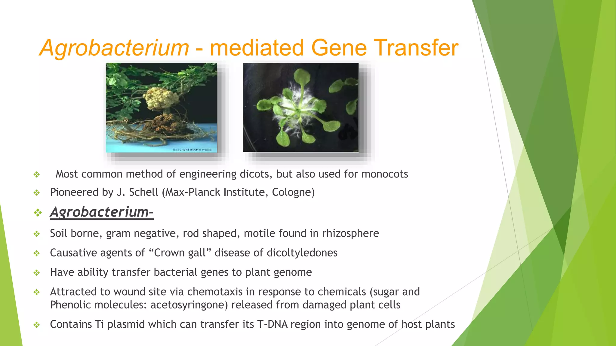 Agrobacterium mediated gene transfer | PPTX