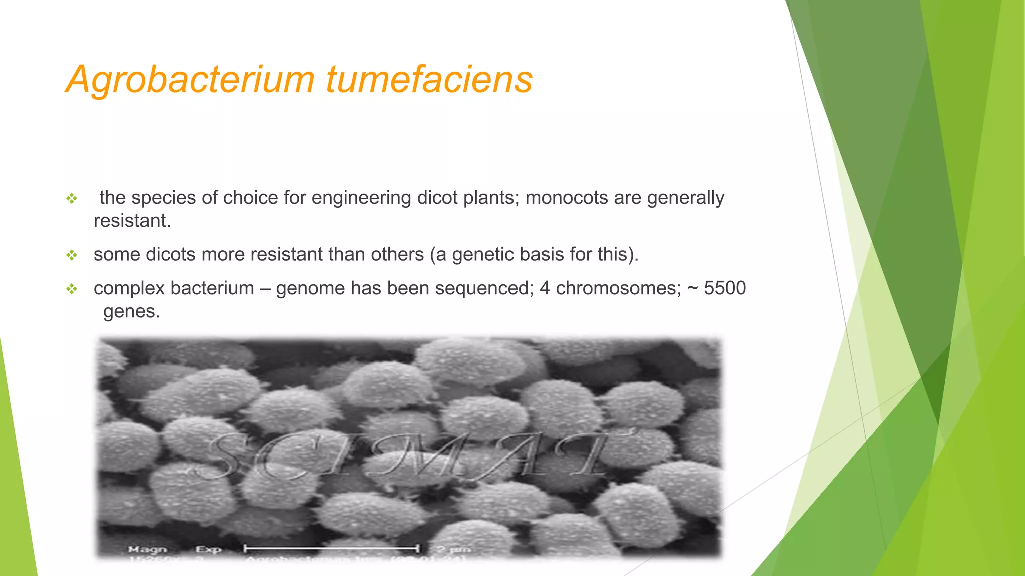 Agrobacterium mediated gene transfer | PPTX