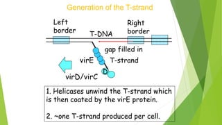Agrobacterium mediated gene transfer | PPTX