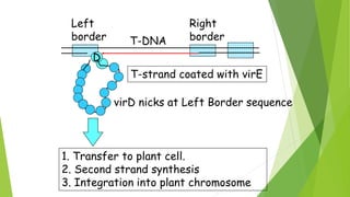 Agrobacterium mediated gene transfer | PPTX