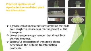 Agrobacterium mediated gene transfer | PPTX