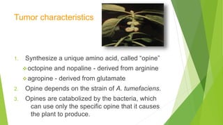 Agrobacterium mediated gene transfer | PPTX