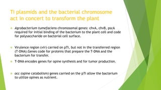 Agrobacterium mediated gene transfer | PPTX