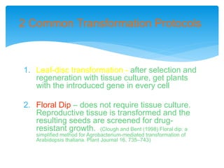 Agrobacterium mediated gene transfer in plants | PPTX