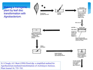 Agrobacterium mediated gene transfer in plants | PPTX