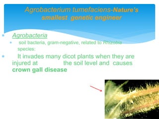 Agrobacterium mediated gene transfer in plants | PPTX