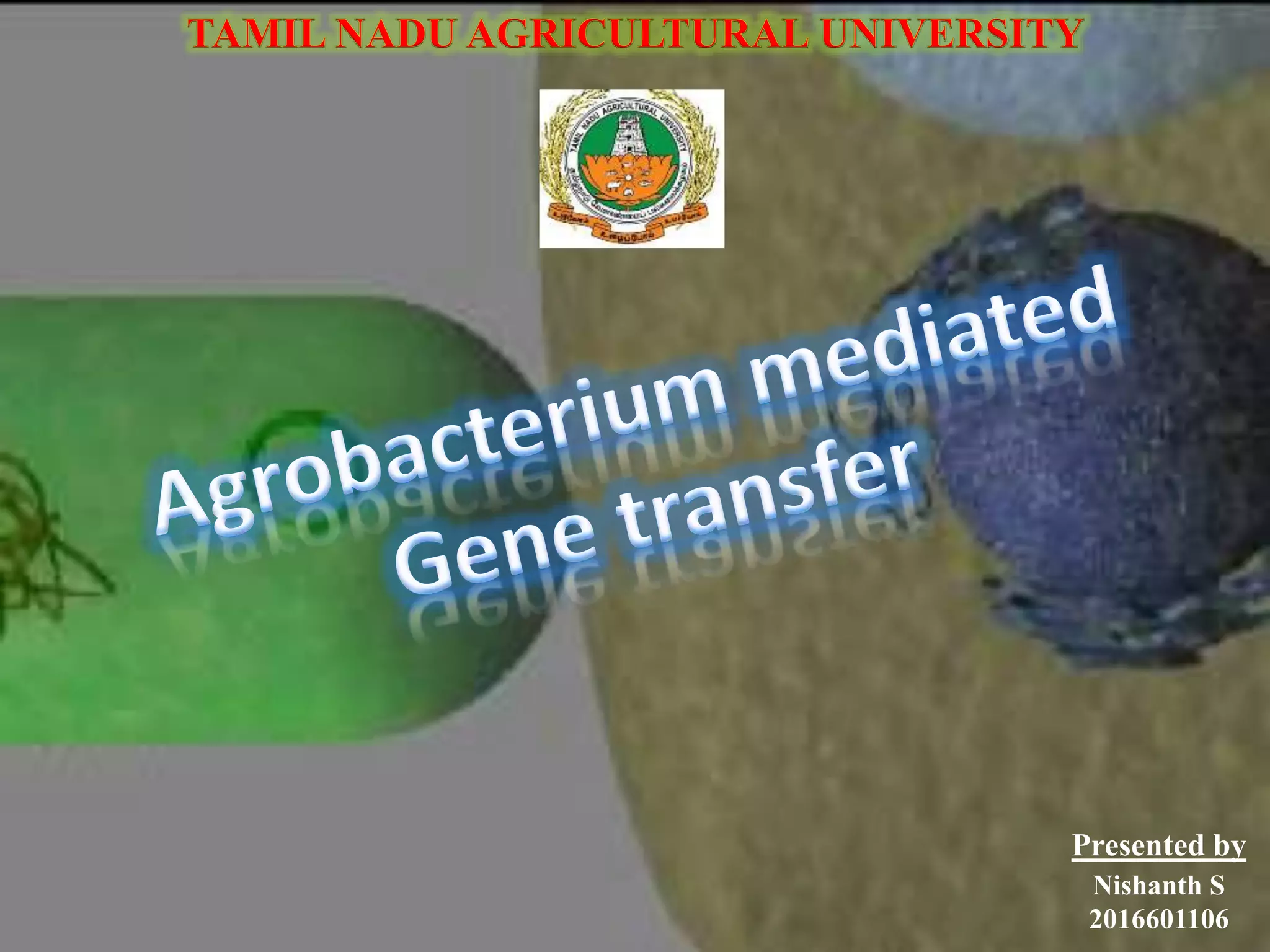 Agrobacterium mediated gene transfer | PPTX