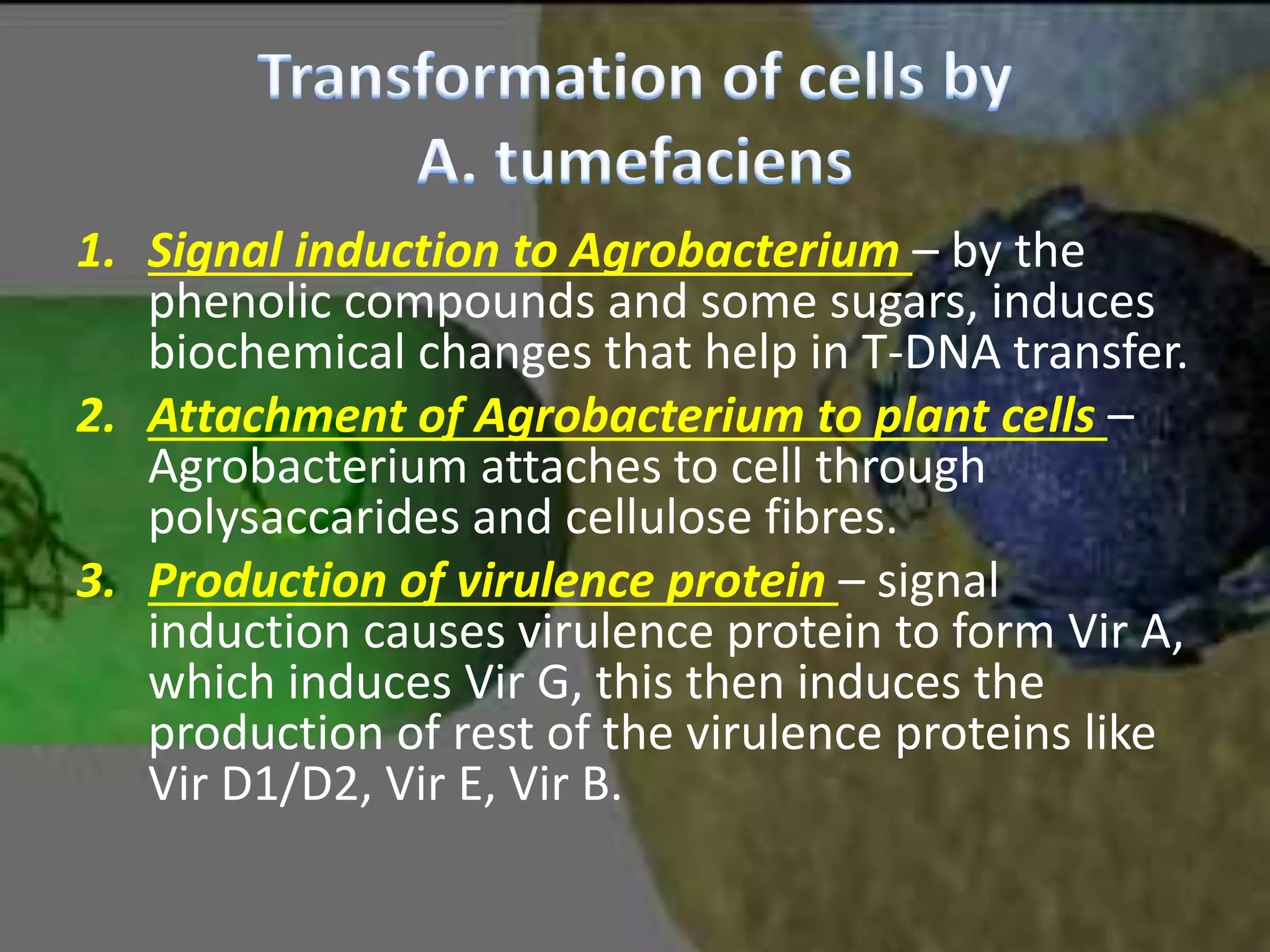 Agrobacterium mediated gene transfer | PPTX