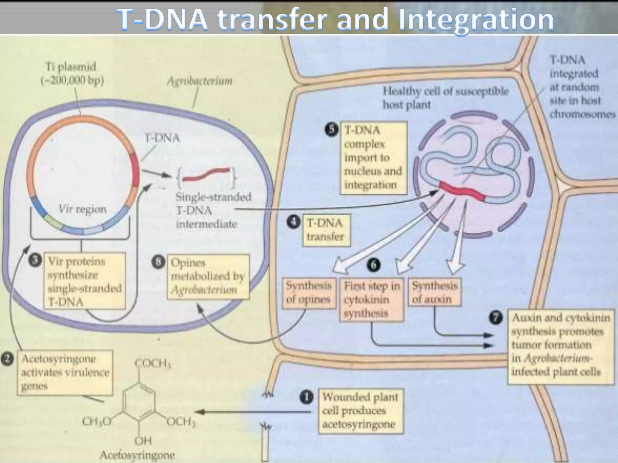 Agrobacterium mediated gene transfer | PPTX