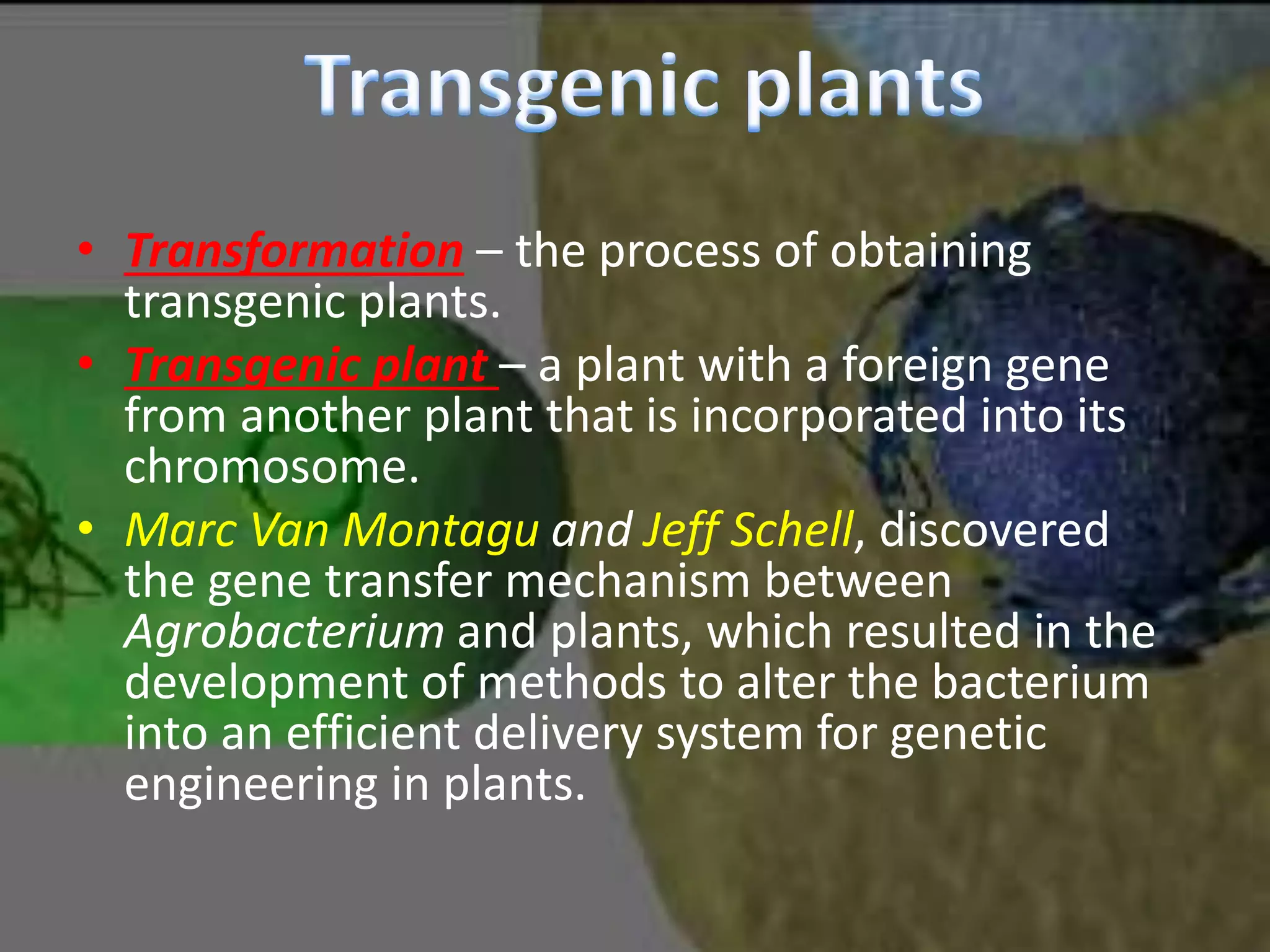 Agrobacterium mediated gene transfer | PPTX