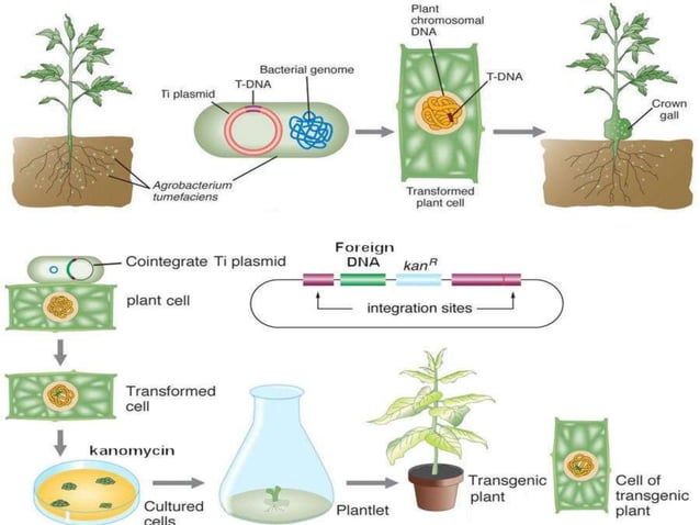 Agrobacterium mediated gene transfer | PPTX | Biological Sciences | Science