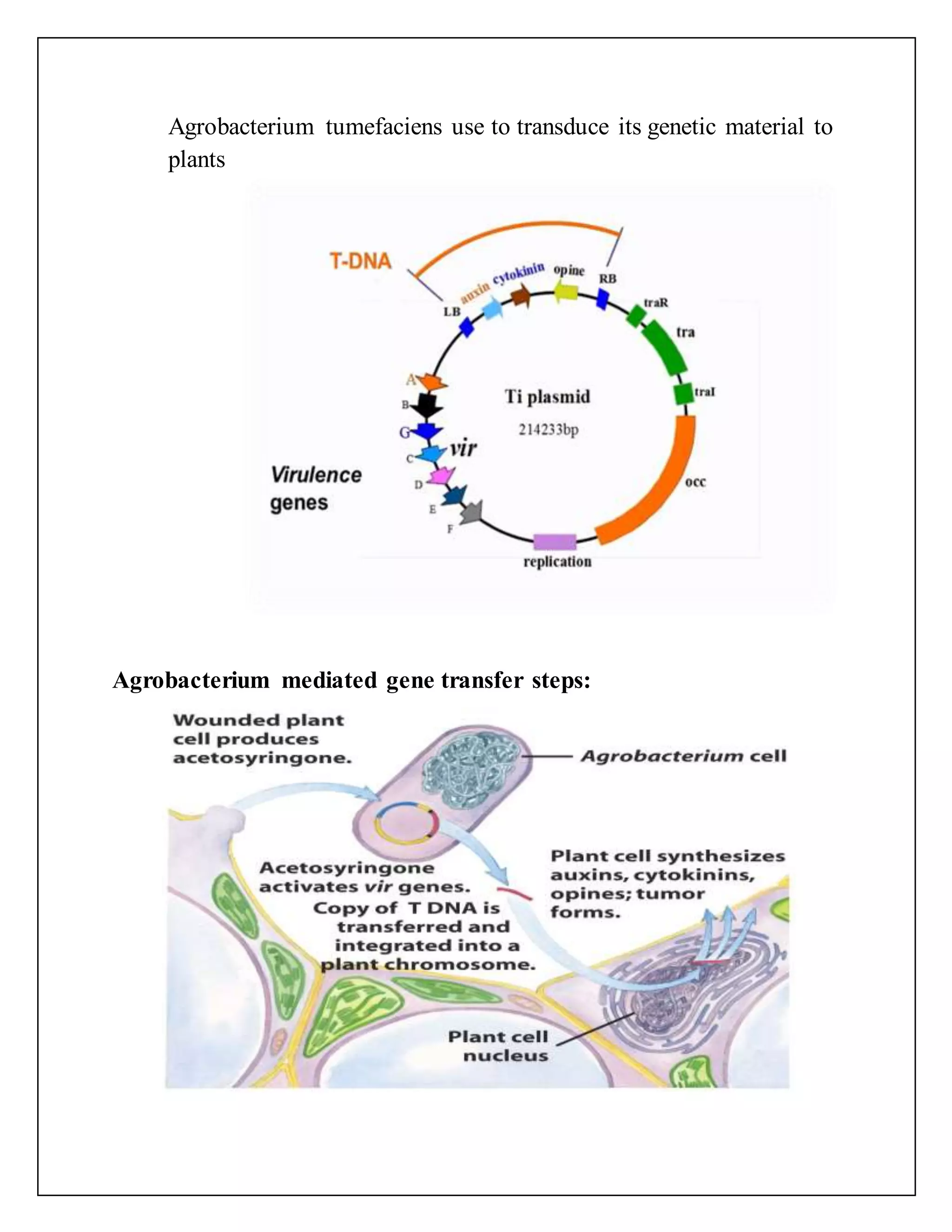 Agrobacterium mediated gene transfer | DOCX