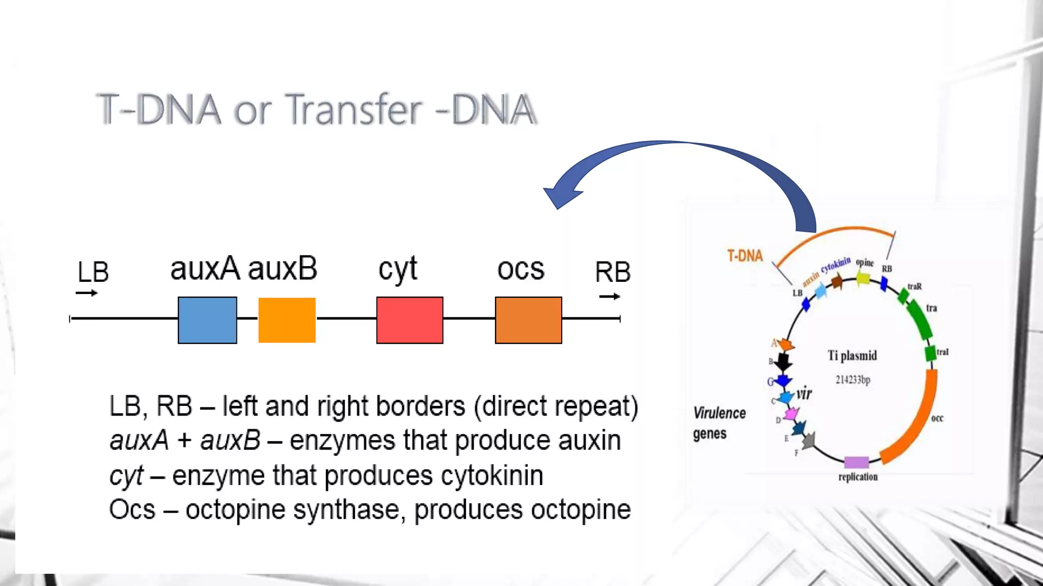 Agrobacterium mediated gene transfer | PPTX