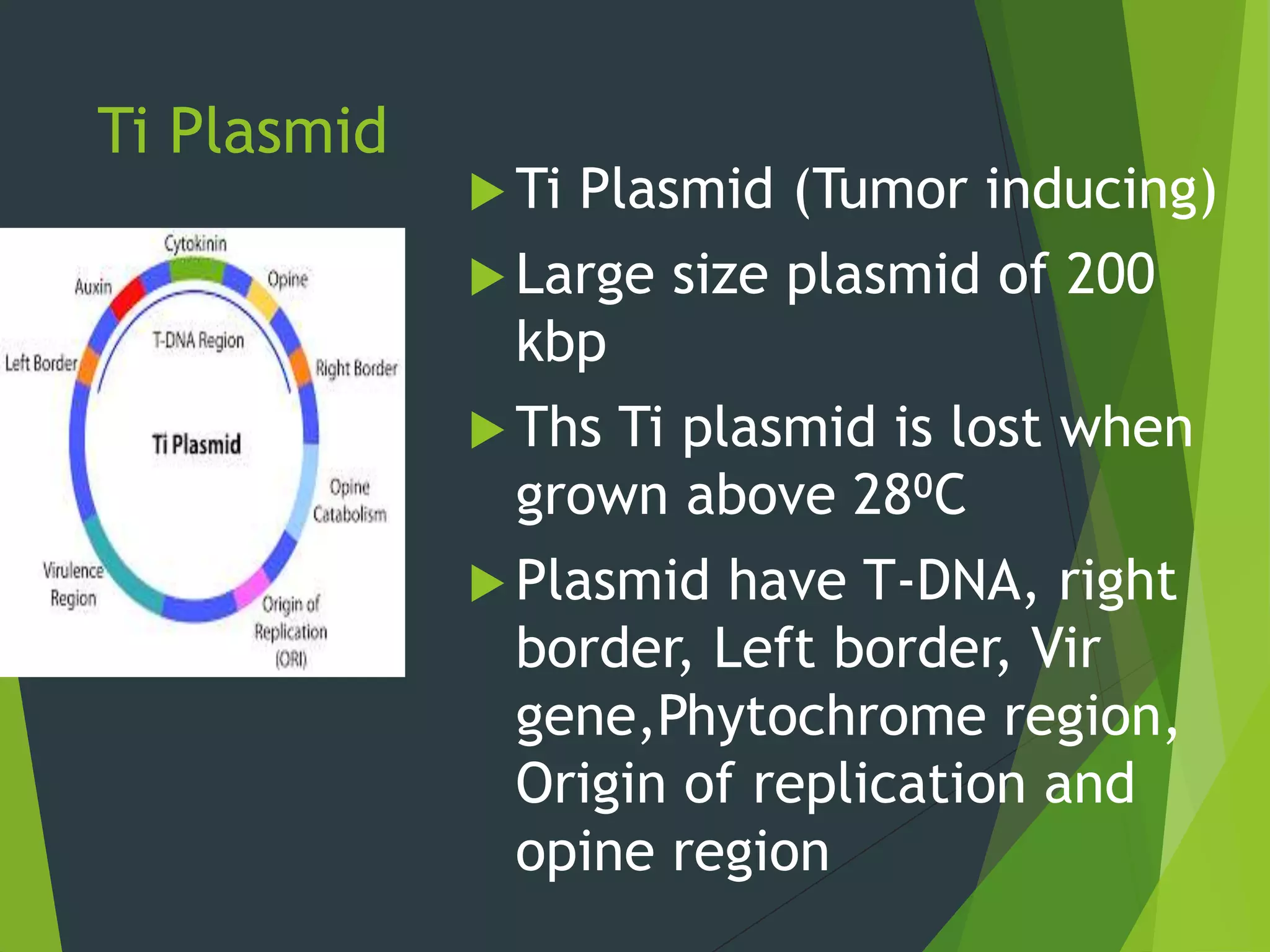 Agrobacterium mediated gene transfer | PPTX