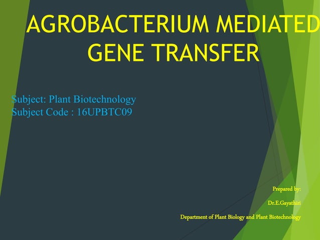 Agrobacterium mediated gene transfer | PPTX | Biotech and Biomedical Industry | Industries