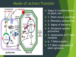 Agrobacterium mediated gene transfer | PPTX