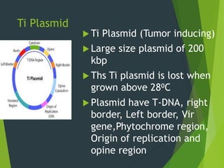 Agrobacterium mediated gene transfer | PPTX