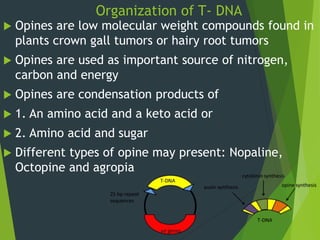 Agrobacterium mediated gene transfer | PPTX
