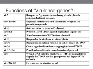 Agrobacterium mediated gene transfer in plants | PPT
