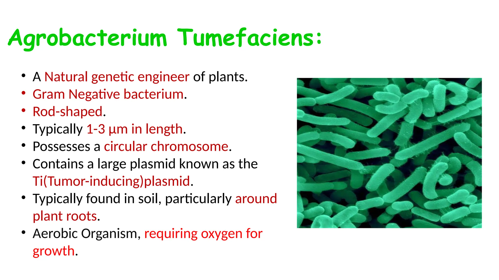 Agrobacterium Mediated Gene Transfer.pptx