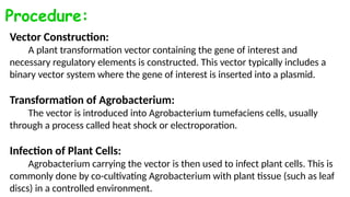 Agrobacterium Mediated Gene Transfer.pptx
