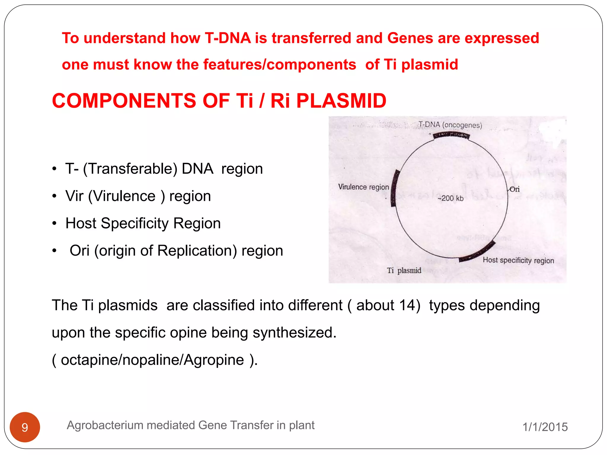 Agrobacterium mediated gene transfer in plants. | PPTX