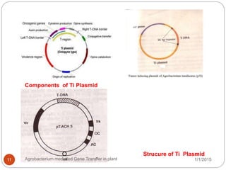 Agrobacterium mediated gene transfer in plants. | PPTX