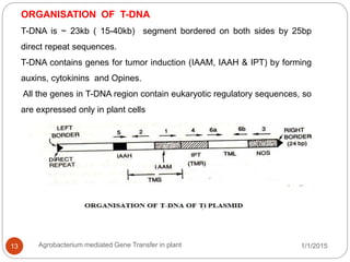Agrobacterium mediated gene transfer in plants. | PPTX