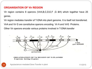 Agrobacterium mediated gene transfer in plants. | PPT