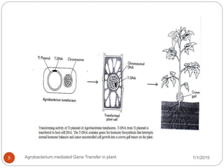 Agrobacterium mediated gene transfer in plants. | PPTX