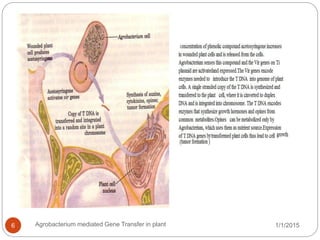 Agrobacterium mediated gene transfer in plants. | PPTX