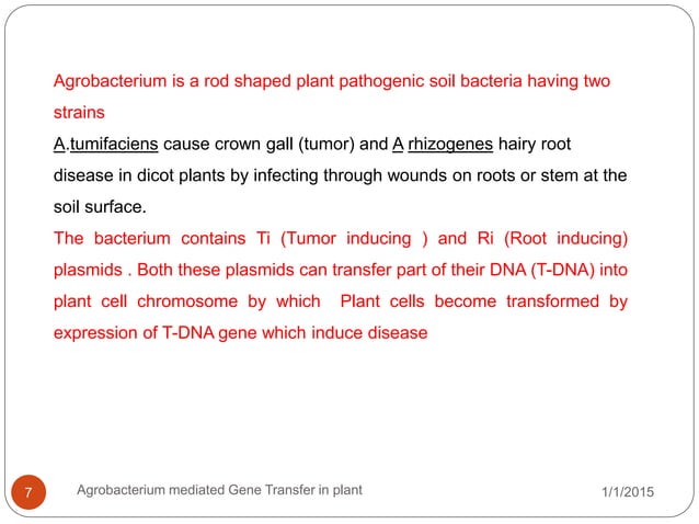Agrobacterium mediated gene transfer in plants. | PPTX