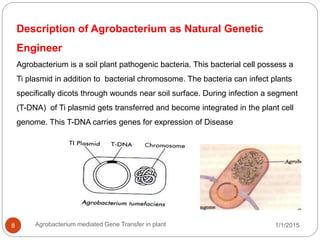 Agrobacterium mediated gene transfer in plants. | PPTX