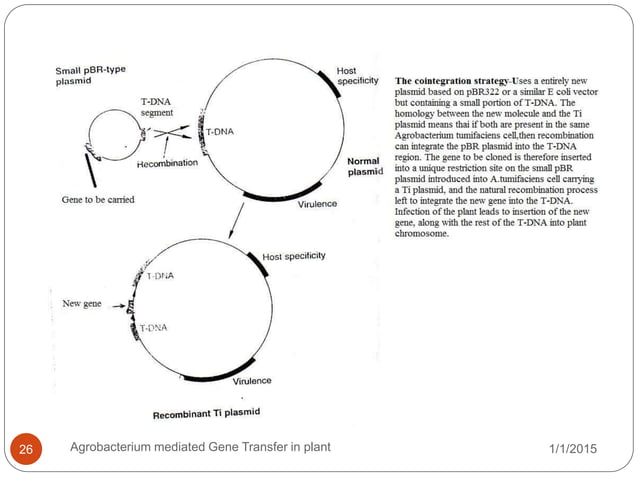Agrobacterium mediated gene transfer in plants.