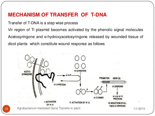 Agrobacterium mediated gene transfer in plants.